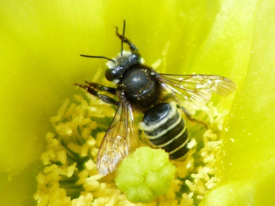El mundo de los insectos » UDEP Hoy