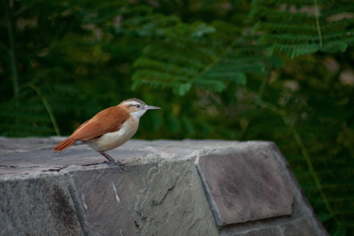 ‘Micha, el chilalo voluntario’ ganó concurso de cuentos 2015 » UDEP Hoy