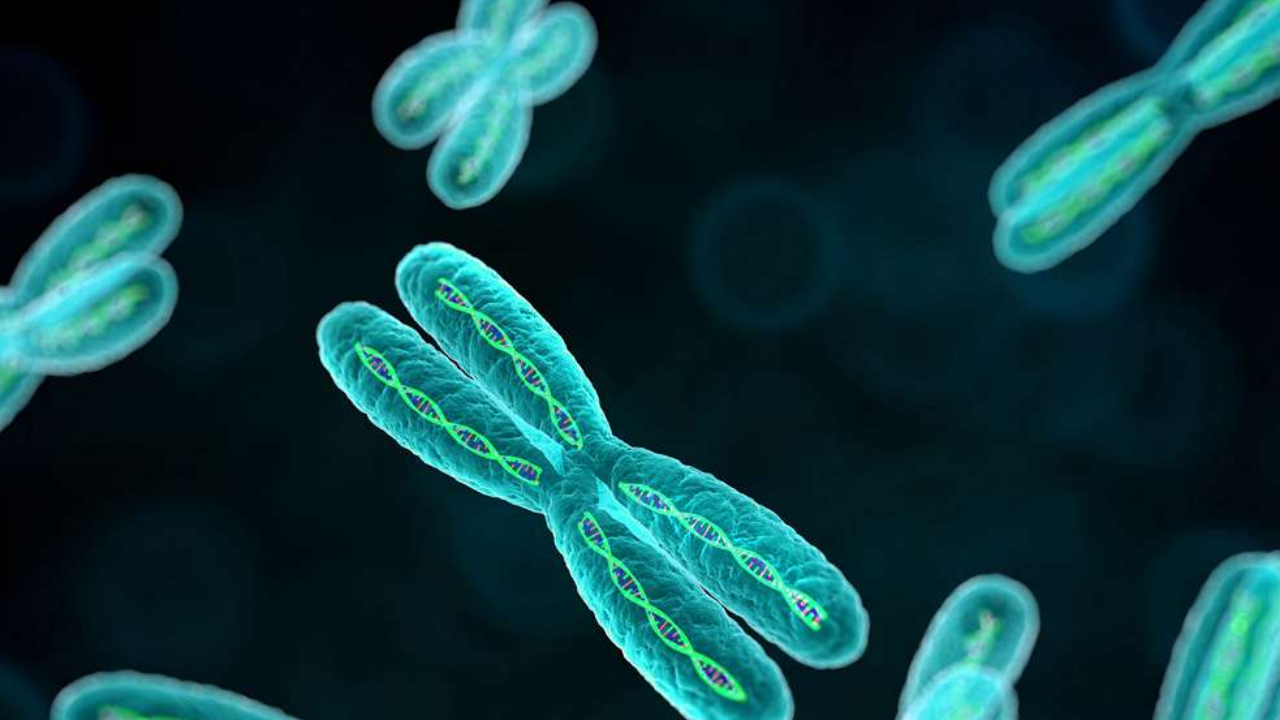 Una aproximación a la Citogenética » UDEP Hoy