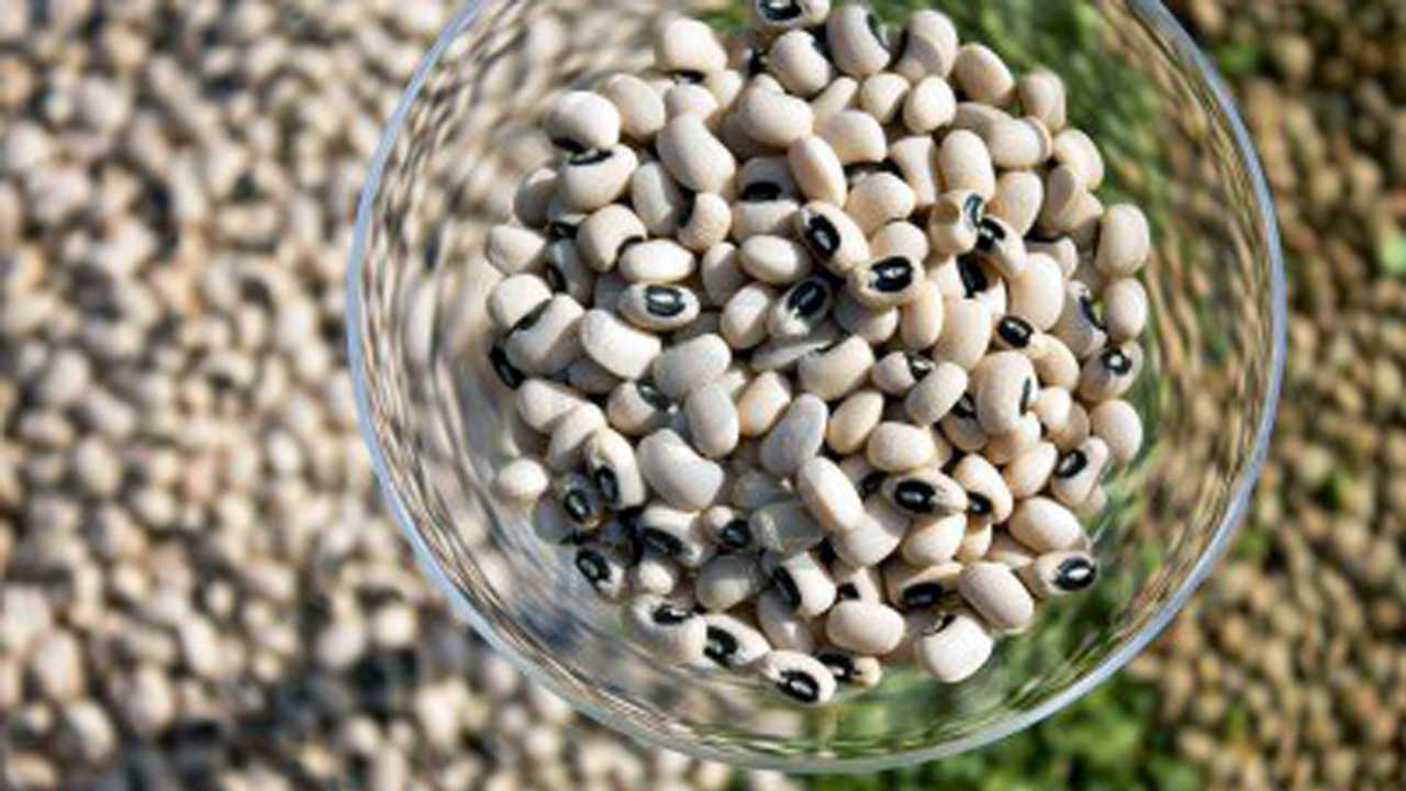 Frijol caupí » UDEP Hoy