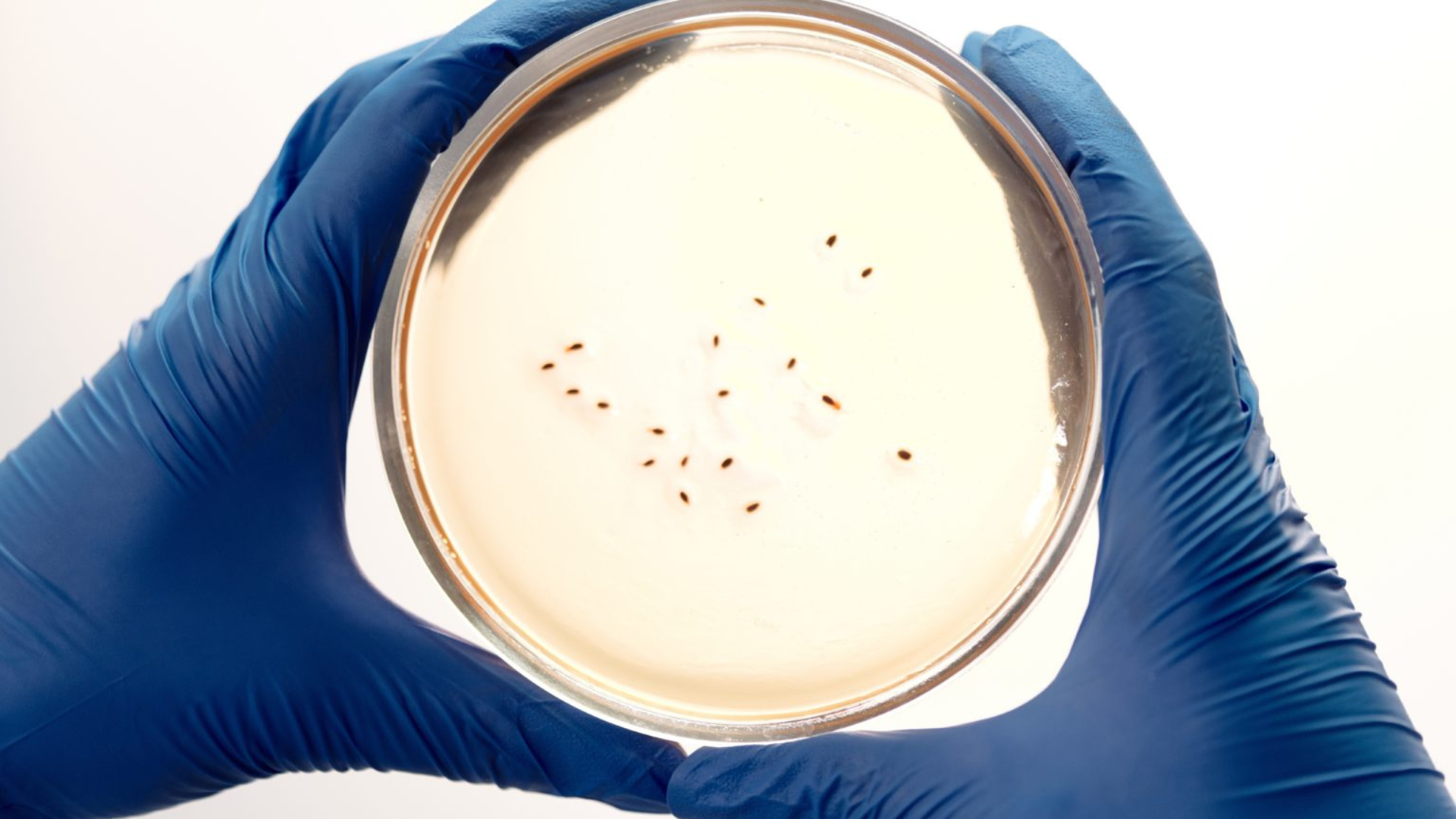 Blastocisto Humano Qué Es La Implantación Del Embrión Y Cuándo Se